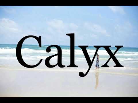 How To Pronounce Calyx🌈🌈🌈🌈🌈🌈Pronunciation Of Calyx