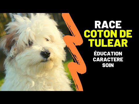 Race de chien Coton de Tulear : Caractère, Education, Contraintes, Avantages et Mode de vie