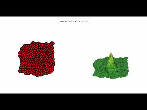 Growing tissue with radial morphogen gradient