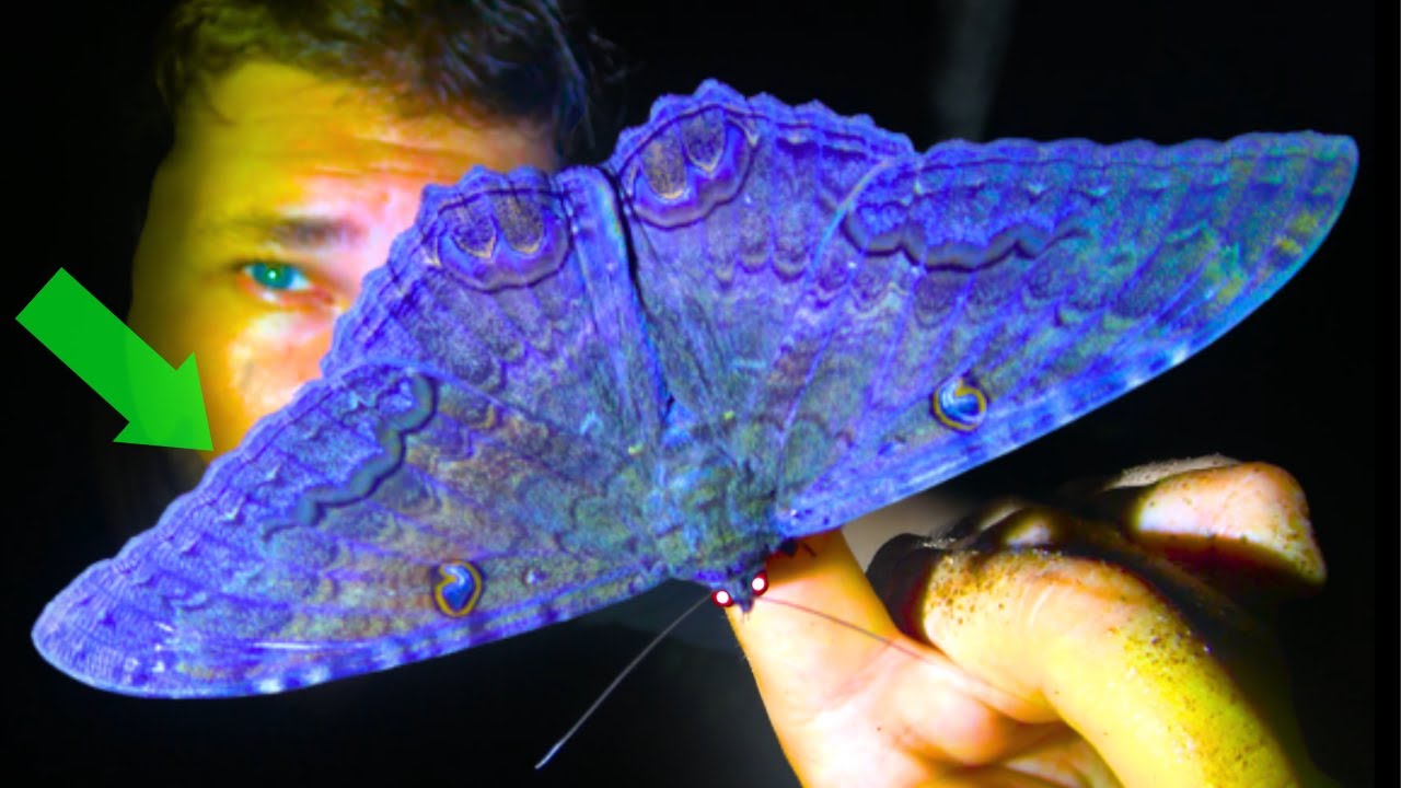 Black Witch Moth (Ascalapha odorata): HOW TO BREED IT? - MothCycles