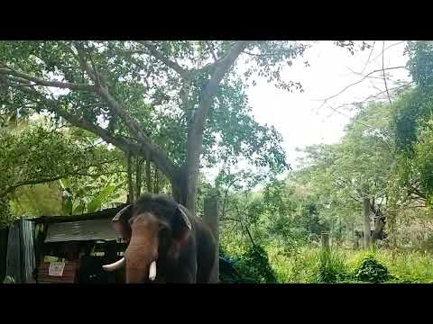 Anakotta Elephant Sanctury.
