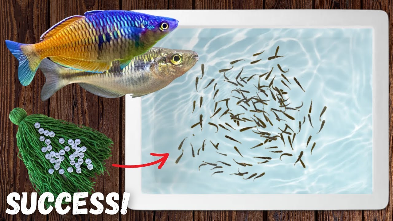 Easiest Way to Breed Boesemani Rainbow Fish