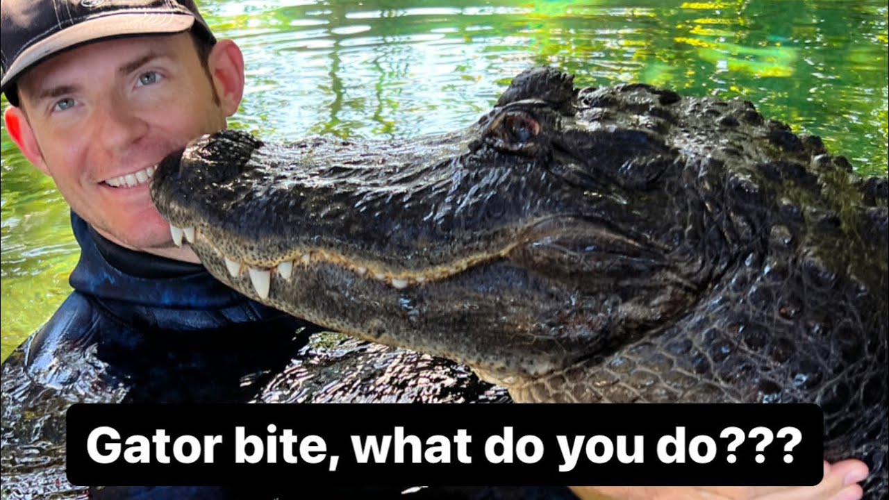 Gator Bite, what do you do?!?