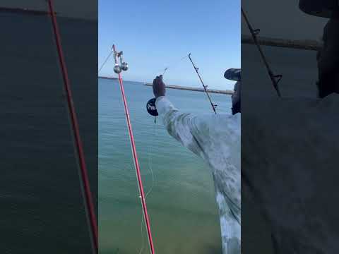 Shark Fishing Pier J Long Beach California float rig setup