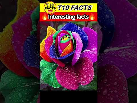 ????Top 5 Interesting facts in telugu???? | T10 facts #shorts #shortvideo #facts #ytshorts