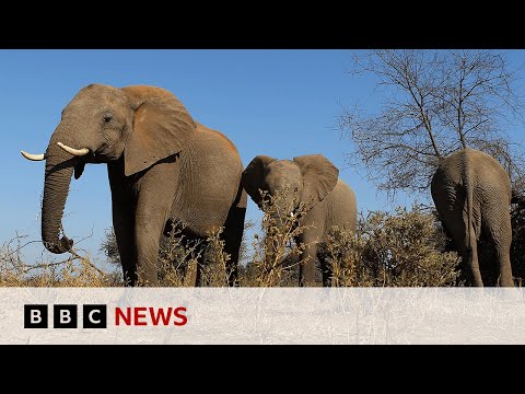 Botswana 🇧🇼 Has Too Many Elephants 🐘 – Darnell (Africa)