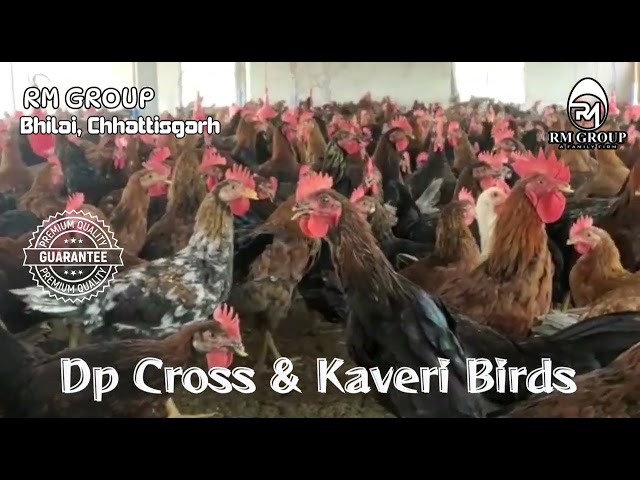 Poultry Hen - Desi Kaveri Chicks Manufacturer from Bhilai