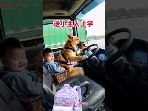 Today, Xiao Huang will take his little master to school.😂