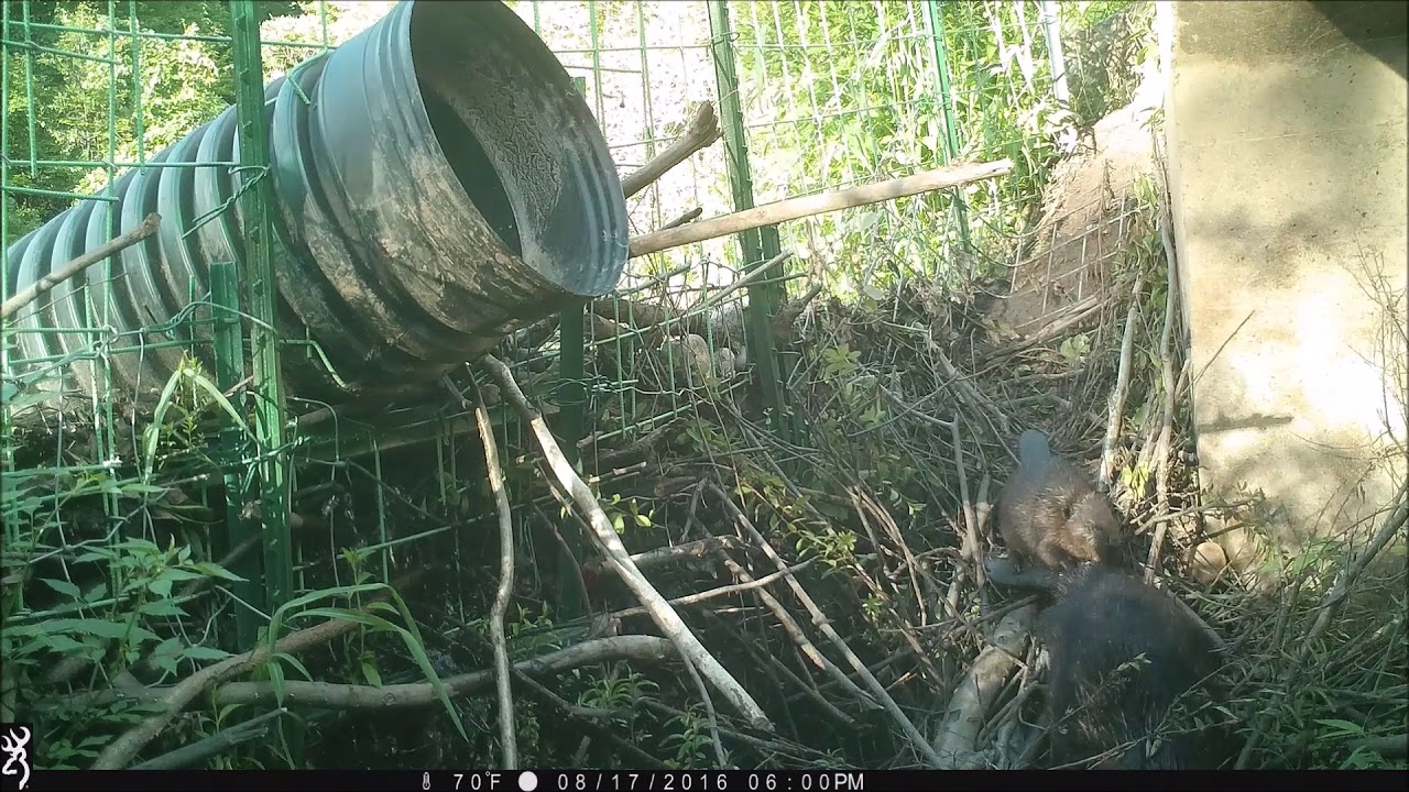 Lesson 7: Beaver Passage at Road Culvert Fences