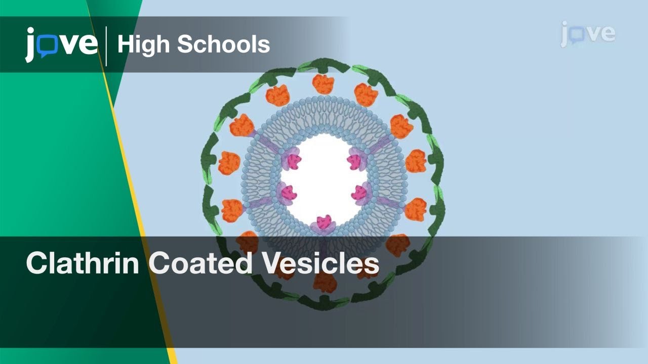 Clathrin Coated Vesicles | Cell Bio | Video Textbooks - Preview
