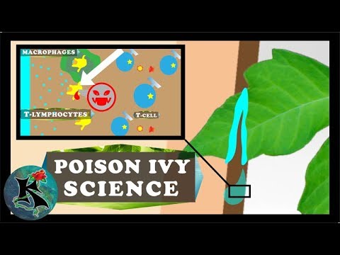 What Poison Ivy Does to Your Skin (Basic Science) | Koaw Nature