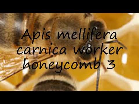 How to pronounce Apis mellifera carnica worker honeycomb 3 in English?