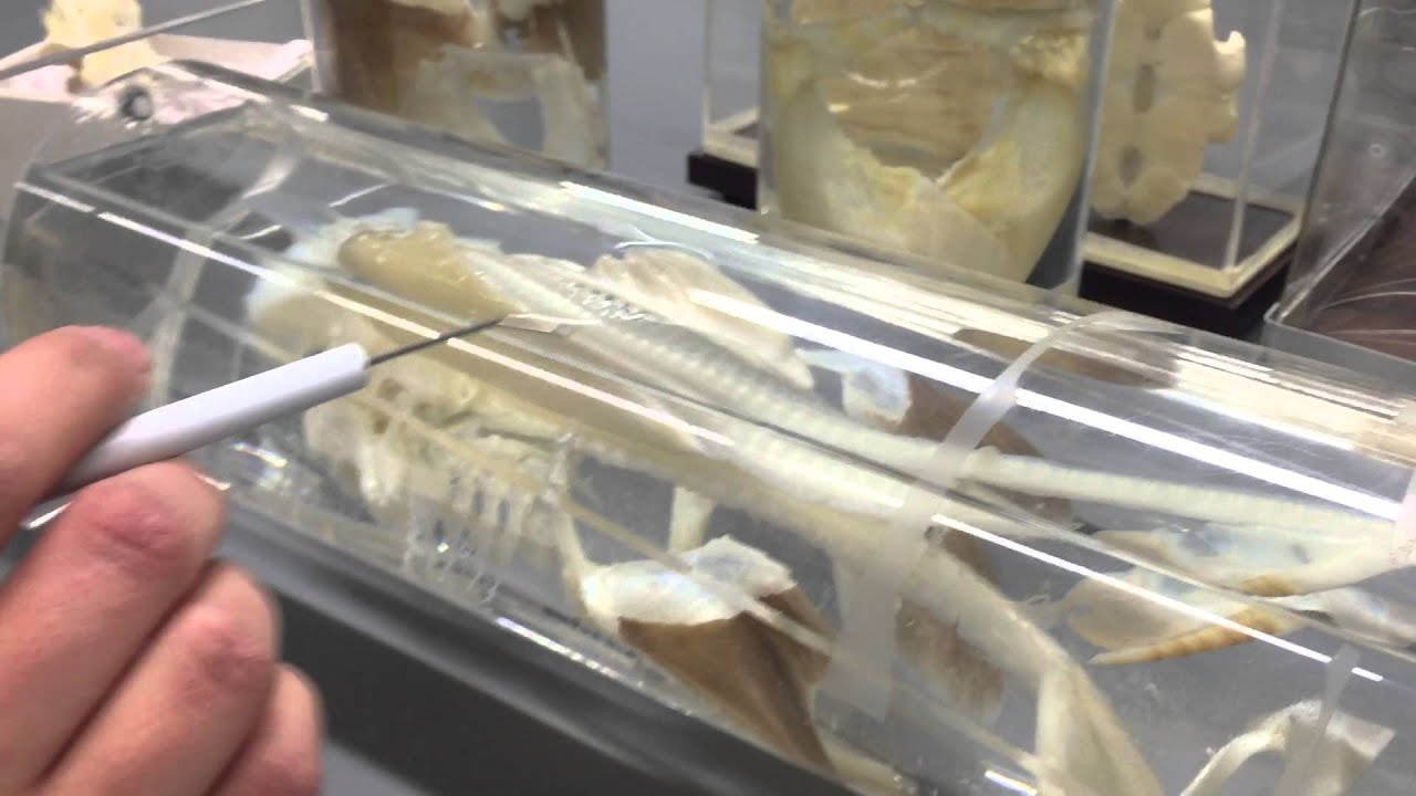 Shark skeleton. Comparative anatomy. Governors State University. Spring 2015