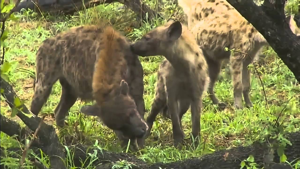 Hyena Fight Graphic Warning on AM Drive SafariLive 12/15/2015