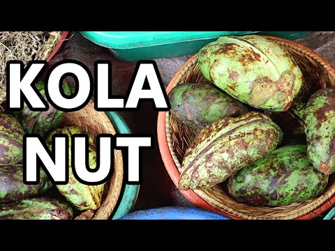 KOLA NUT - The Stimulating Fruit Once Used in COCA COLA - Weird Fruit Explorer ep. 379