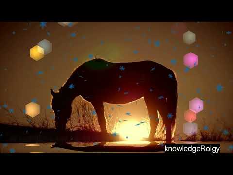 personality-test-by-choices-of-animals | personality test | animal psychology | psychology test