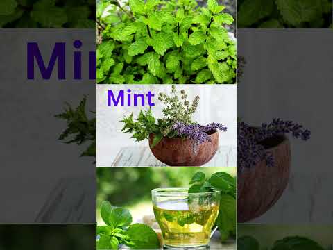 Melons 10 Best Companion Plants