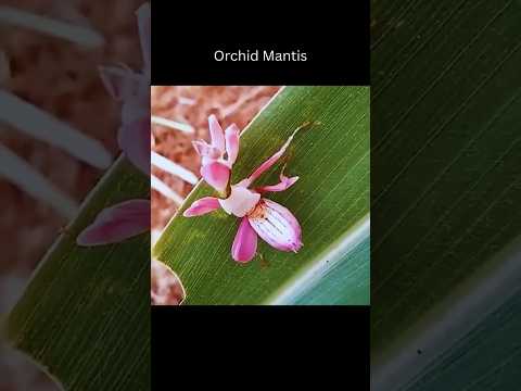 Orchid Mantis
