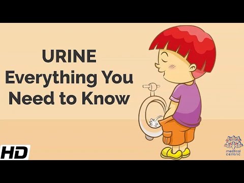 Urine : Everything You Need To Know