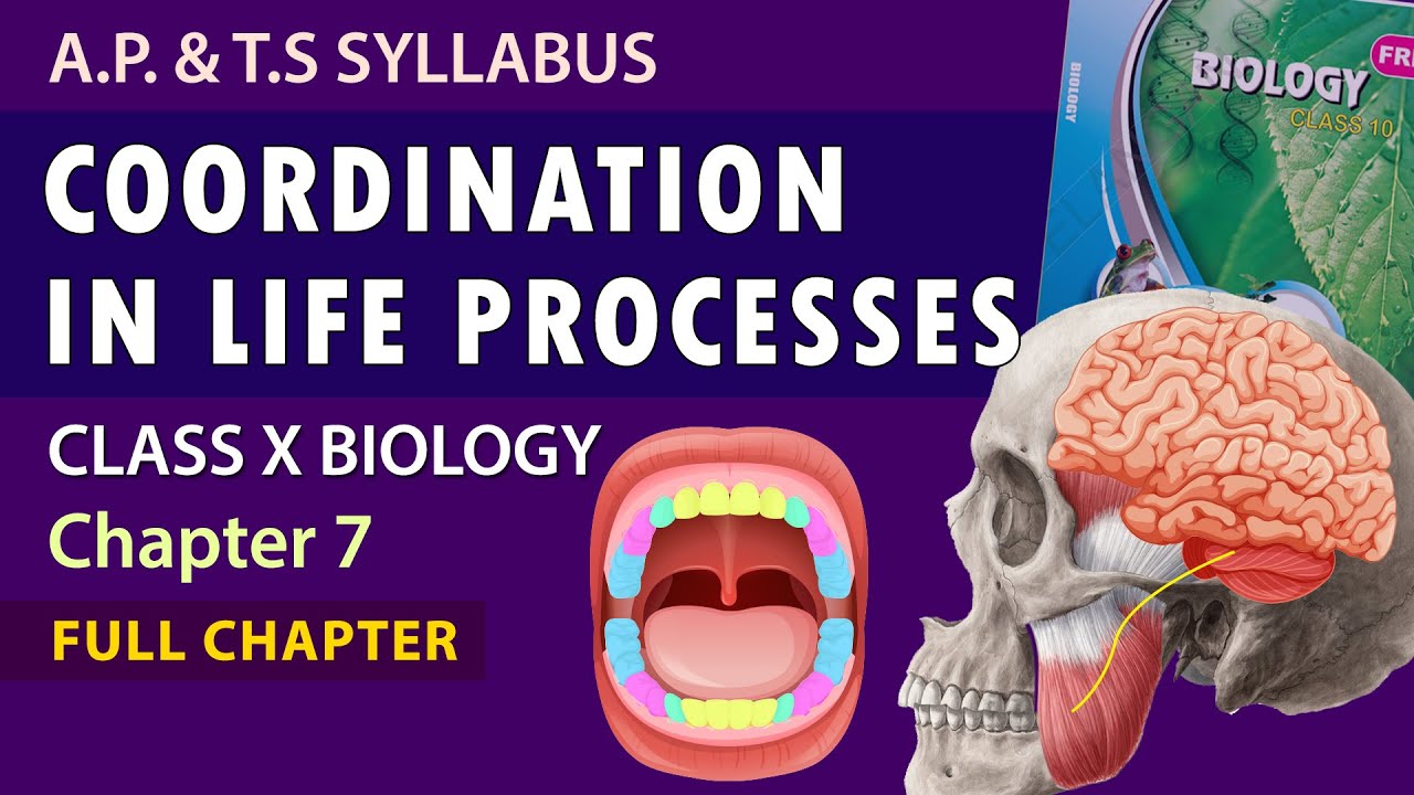 Class 10 #coordination in life processes in Telugu |10th Biology Chapter 7 |AP & TS Syllabus |Part-3