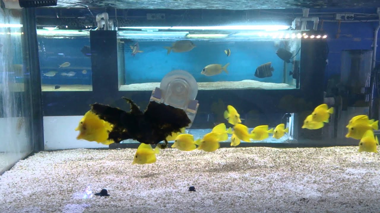 18 Types of Tangs, Surgeonfish: Find More than Dory • (Care Tips)