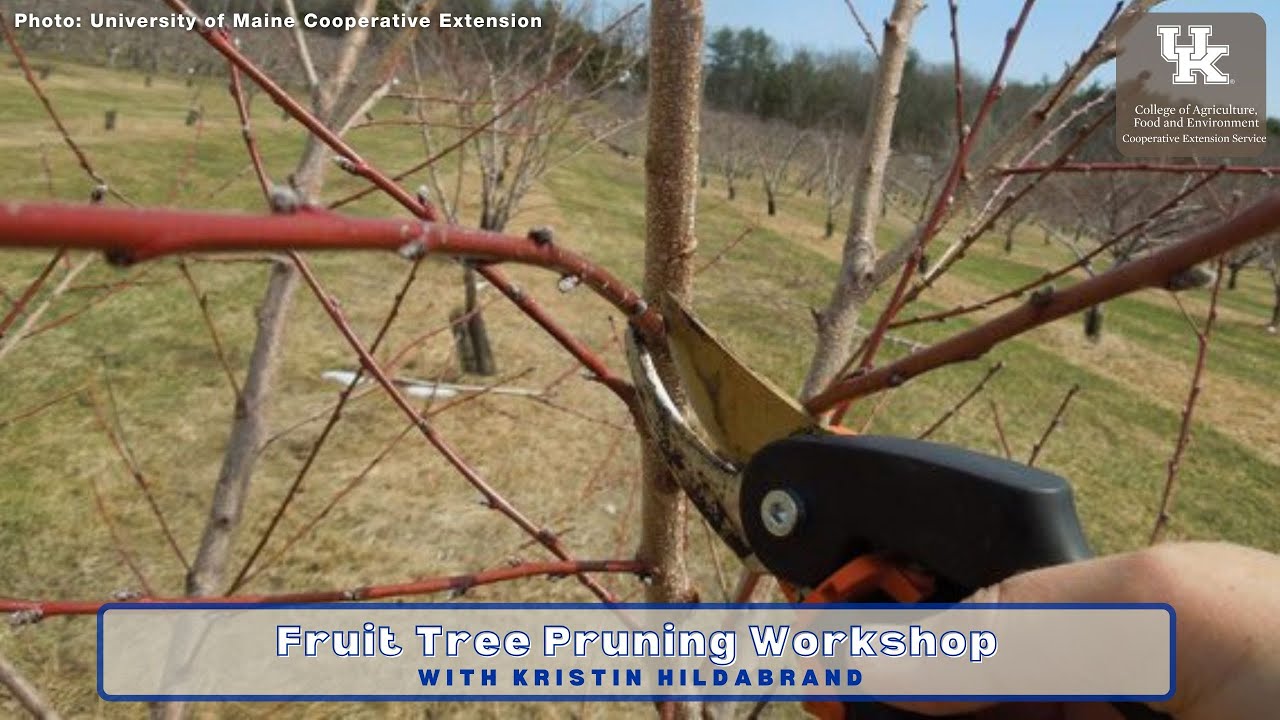 Fruit Tree Pruning Workshop