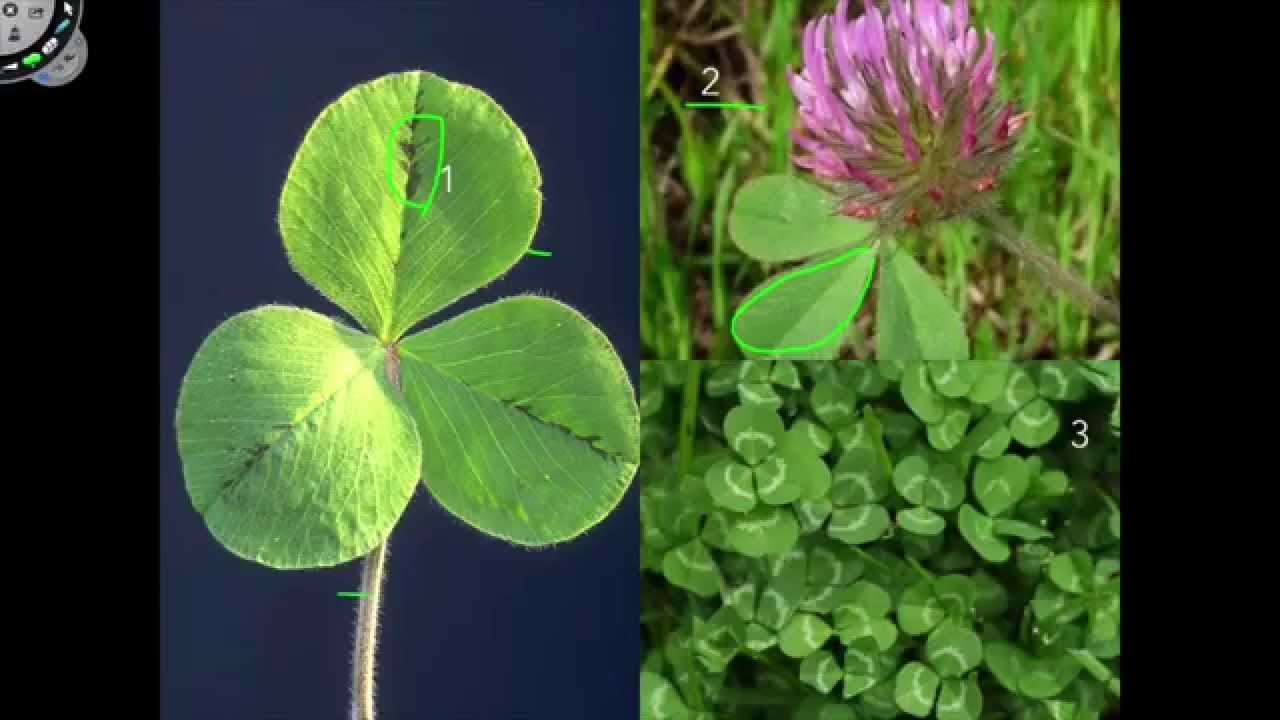 Clover Identification Pt 1