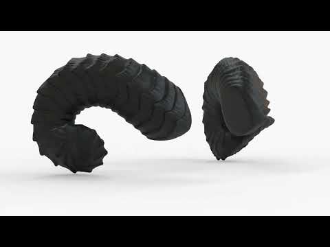 3D Model Small Curled Horns | Laura | Turnaround