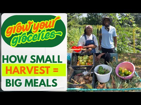 Harvesting Our Groceries / Count It All Joy!
