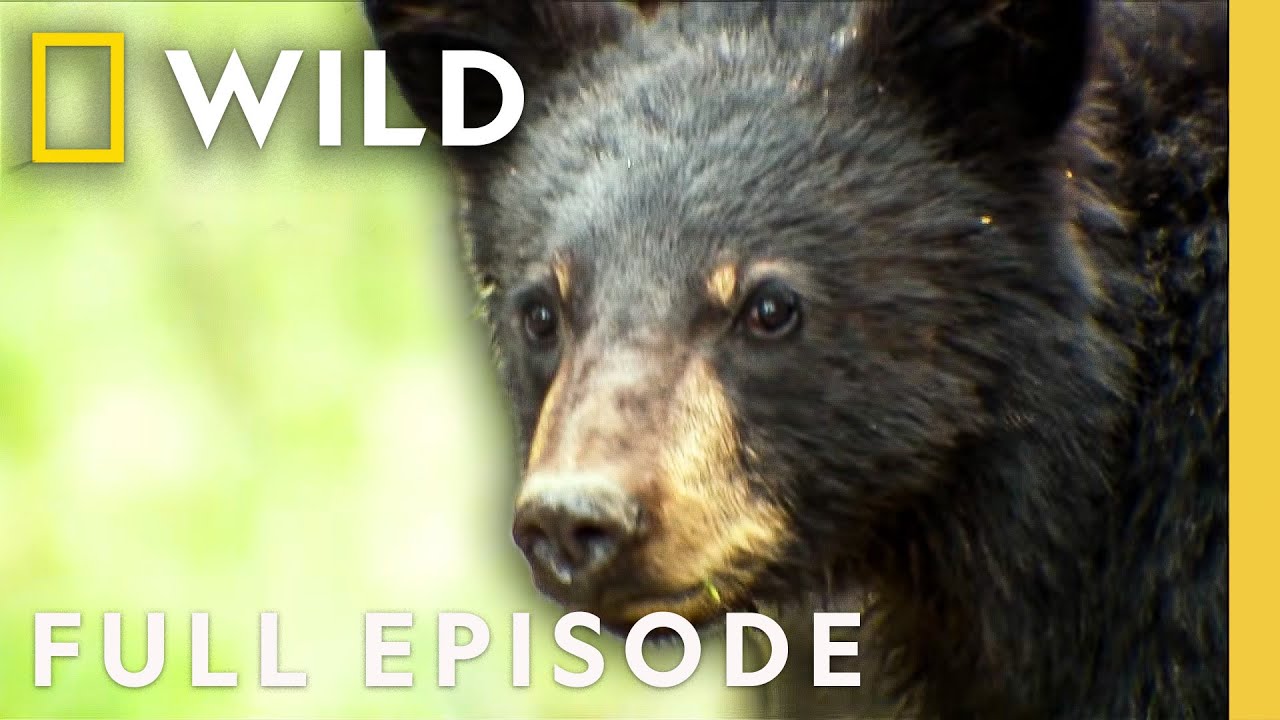 Black Bear Invasion (Full Episode) | America the Wild | Nat Geo Animals