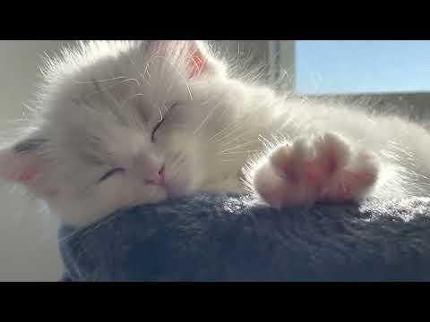 Blue Point Ragdoll Kitten π±π€ Enjoys Sweet Snoozies After Long Day of Play