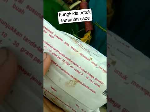 FUNGSI DAN KEGUNAAN PUPUK GANDASIL B