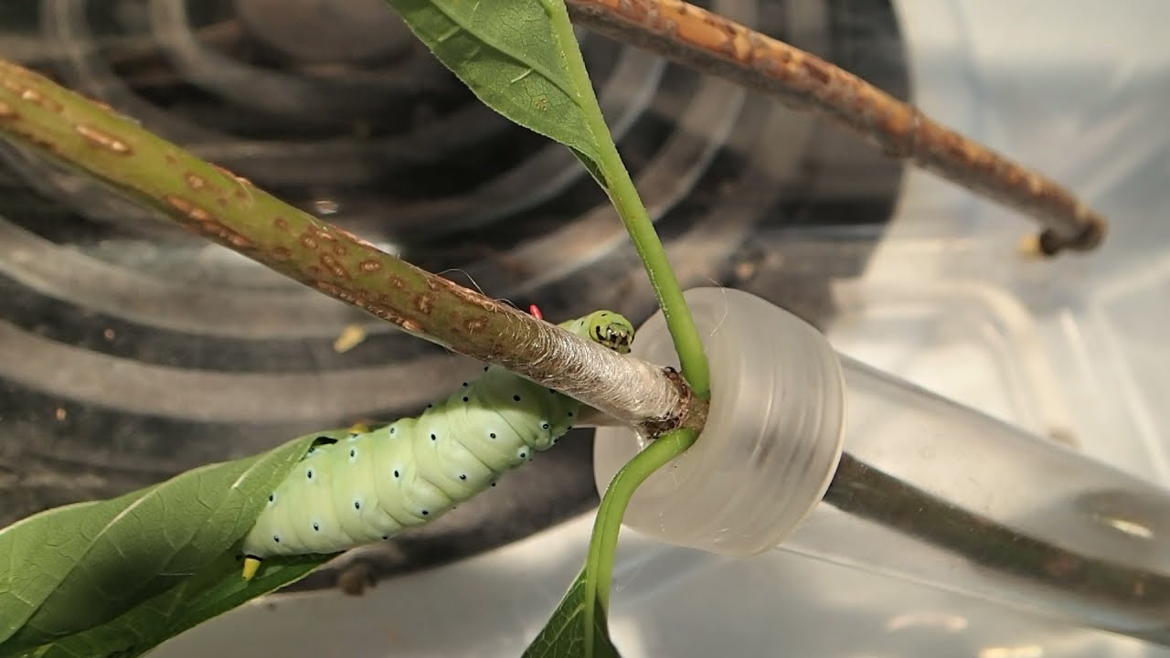 Incredible cocoon engineering by Promethea moth