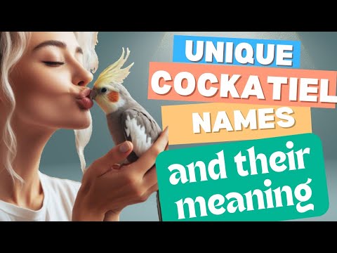 Cockatiel Names Inspired by Unique Personalities