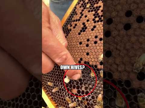 Why Beekeepers must destroy Queen Bees to save the Hive! 🐝