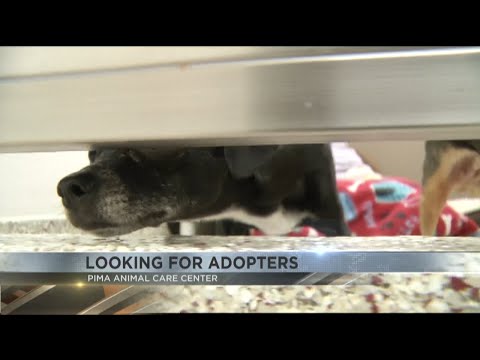 PACC continues to look for adopters