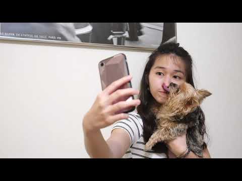 Interactive Media (BA) - Dogmilly (Deisgn Criteria)