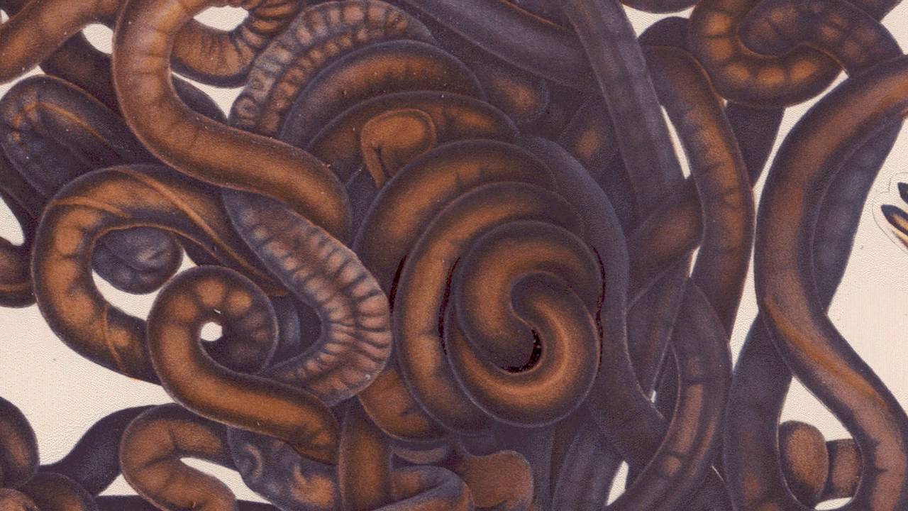 Why I study nemerteans