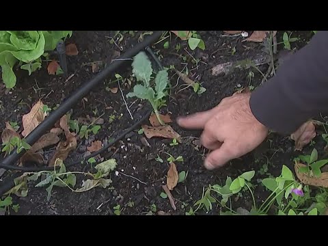 How to deal with fire ants in your garden