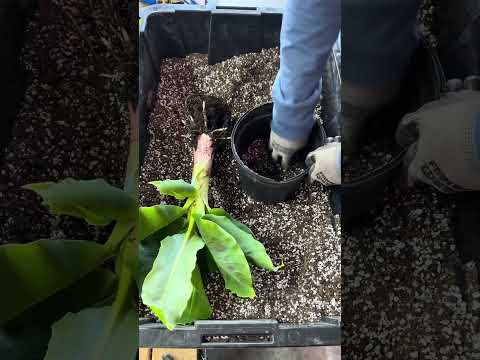 Turn 1 Banana Tree into 100 FAST! π΄π (Perfect for Small Spaces & Any Climate!)