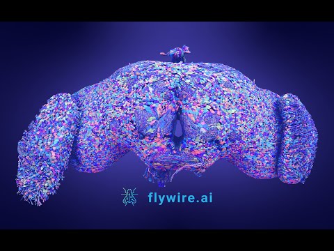 “Fruit Fly Adult Brain Neurons Mapped” by Princeton University ...