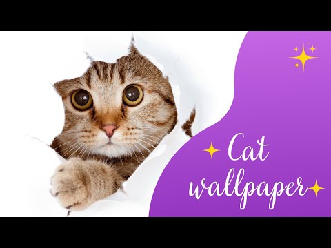 Cute Cat Pictures for Wallpaper - Adorable Cat Photos to For Your Screens!