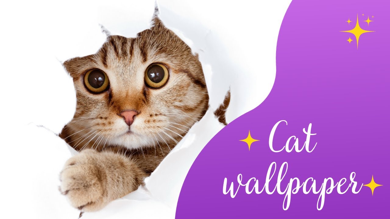 Cute Cat Pictures for Wallpaper - Adorable Cat Photos to For Your Screens!