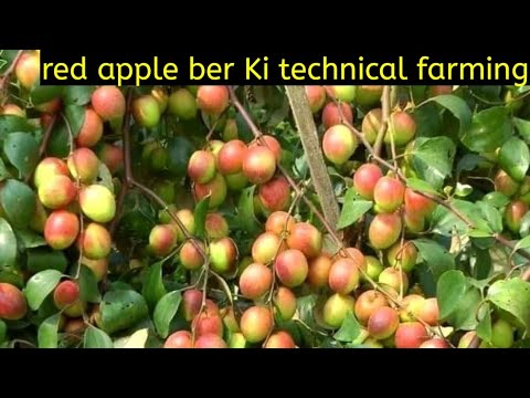 Shiv Shankar Krishi Farm And Nursery, Jaipur - Wholesaler of Kashmiri ...