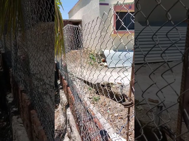 GI Chain Link Mesh - 2.5mm GI Chain Link Mesh Manufacturer from New Delhi