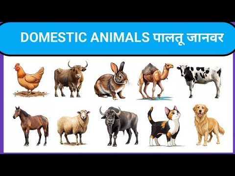 Domestic Animals Name in Hindi and English|Names of pets|Pet animals name|Animals name #animals