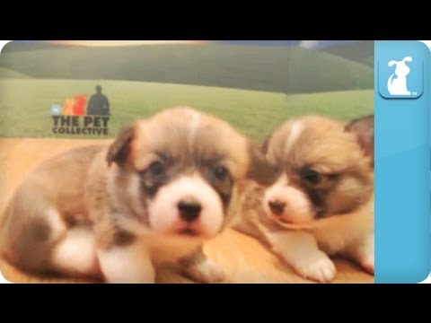 #CorgiCam Week 3 Highlights @PetCollectiveTV