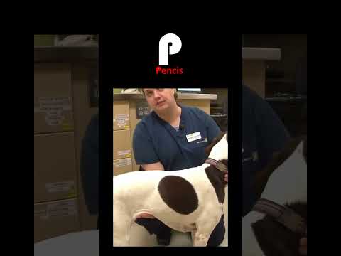 Directional Terms | Veterinary Medicine | Animal Care
