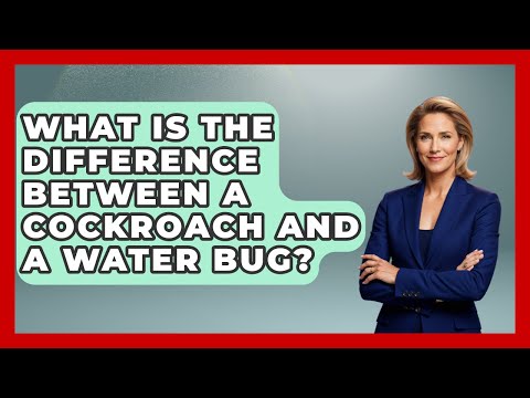 What Is The Difference Between A Cockroach And A Water Bug? - Insects and Invaders