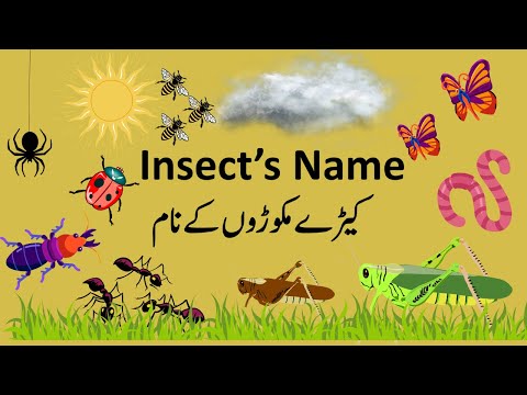 Insect's Name In English & Urdu |Names of Insects | Different Types of Insects